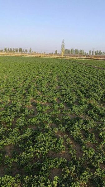 苜蓿草一亩地利润_苜蓿草种植成本与收益-第2张图片-山城妙识