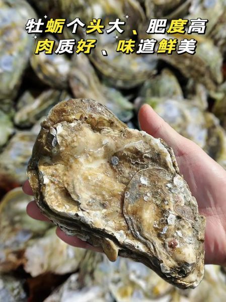 生蚝多少钱一斤_生蚝批发价格行情-第3张图片-山城妙识 生蚝多少钱一斤_生蚝批发价格行情-第3张图片-山城妙识