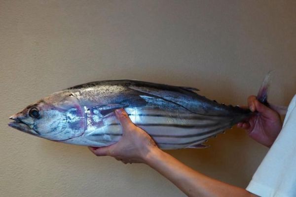 鲣鱼的营养价值及功效_鲣鱼怎么吃最健康-第3张图片-山城妙识