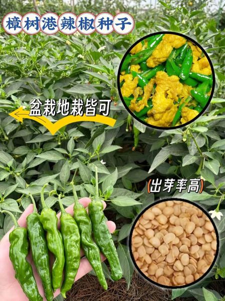 樟树港辣椒图片_樟树港辣椒怎么分辨真假-第1张图片-山城妙识