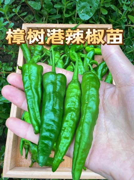 樟树港辣椒图片_樟树港辣椒怎么分辨真假-第3张图片-山城妙识