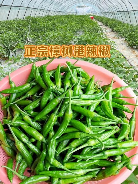 樟树港辣椒图片_樟树港辣椒怎么分辨真假-第2张图片-山城妙识