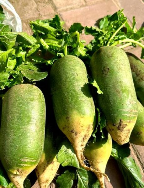 沙窝萝卜图片_如何辨别正宗-第1张图片-山城妙识 沙窝萝卜图片_如何辨别正宗-第1张图片-山城妙识