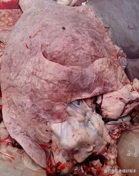 牛肺疫的症状有哪些_牛肺疫怎么治疗-第2张图片-山城妙识