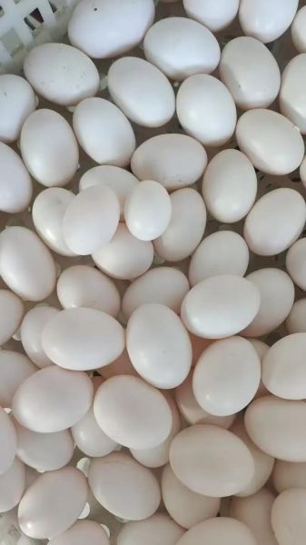 鸽子蛋市场价多少钱一个_鸽子蛋为什么贵-第2张图片-山城妙识 鸽子蛋市场价多少钱一个_鸽子蛋为什么贵-第2张图片-山城妙识