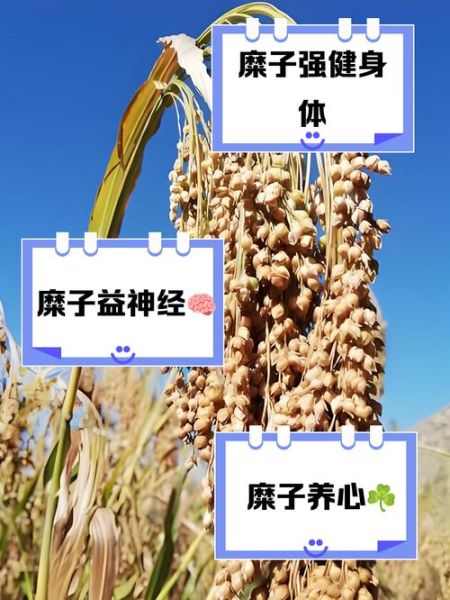 糜子米是什么米_糜子米和小米的区别-第2张图片-山城妙识