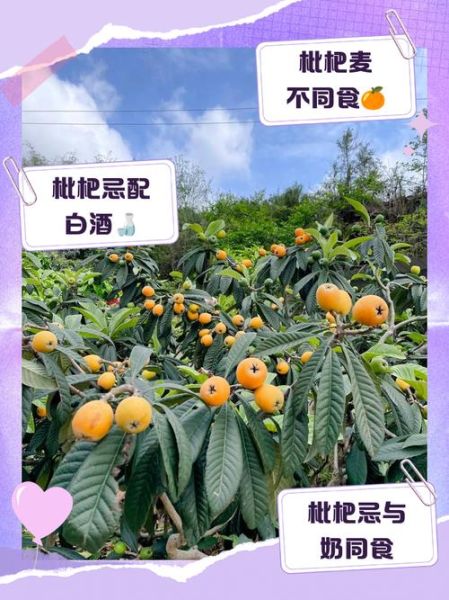 吃枇杷的禁忌有哪些_枇杷不能和什么一起吃-第3张图片-山城妙识