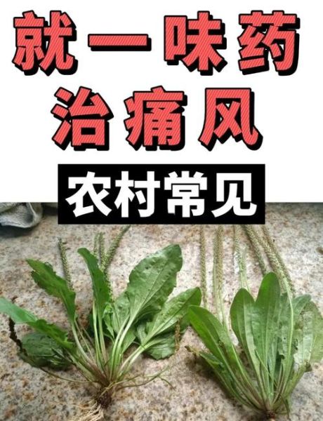 痛风最怕的一种药草是什么_痛风克星草药有哪些-第1张图片-山城妙识