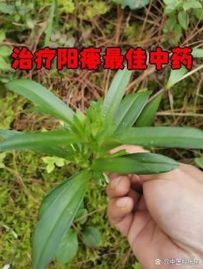 阳瘘的最佳治疗方法_阳瘘怎么治最好-第2张图片-山城妙识 阳瘘的最佳治疗方法_阳瘘怎么治最好-第2张图片-山城妙识