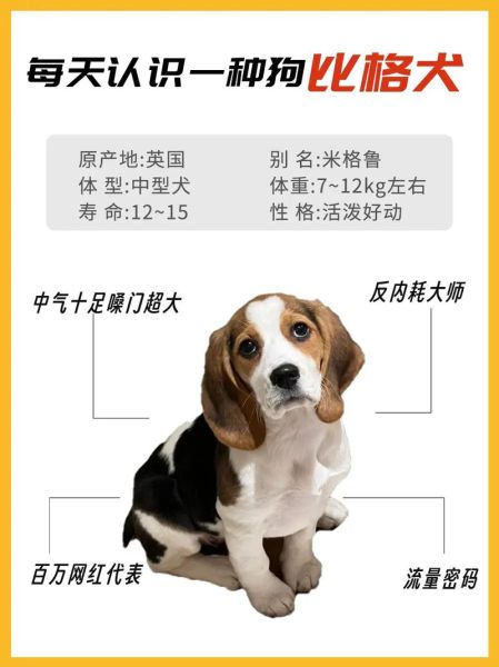 比格犬掉毛厉害吗_比格犬适合新手养吗-第1张图片-山城妙识