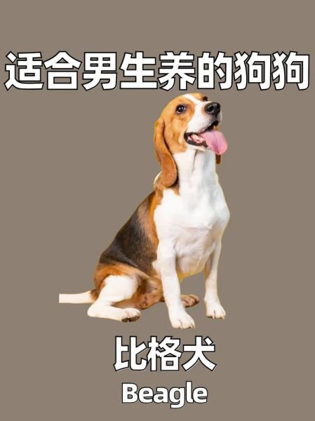 比格犬掉毛厉害吗_比格犬适合新手养吗-第2张图片-山城妙识