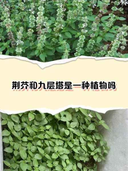 九层塔致癌吗_九层塔致癌真相-第2张图片-山城妙识