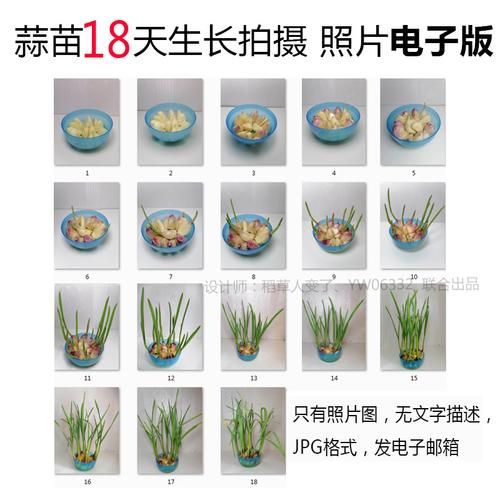 蒜苗什么时候种_蒜苗种植时间-第3张图片-山城妙识