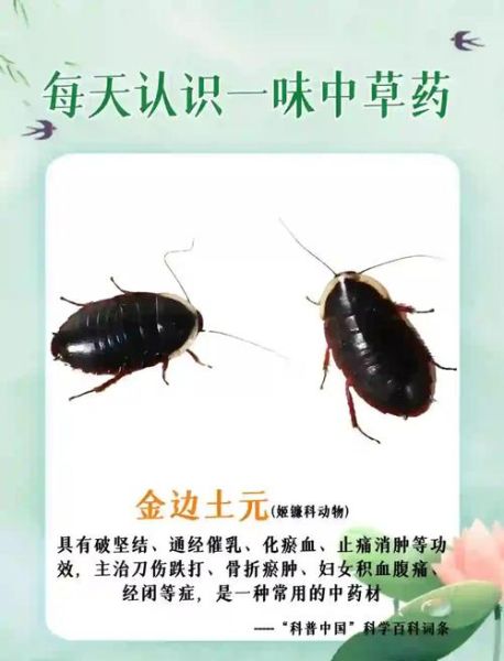 家里出现土鳖虫好不好_土鳖虫进屋是吉是凶-第2张图片-山城妙识