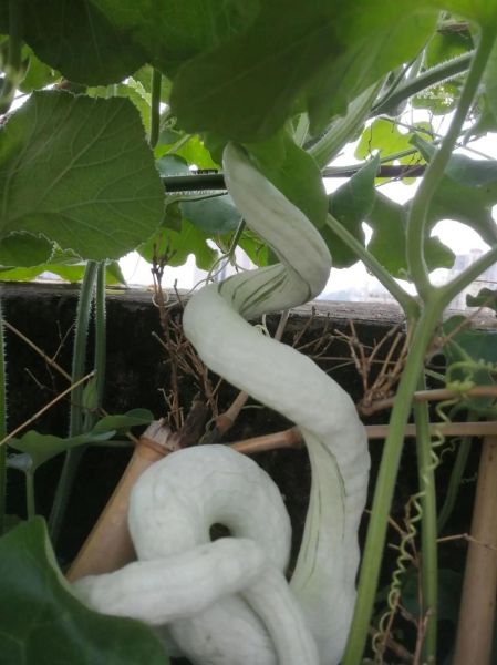 蛇豆角图片大全大图_蛇豆角怎么种-第1张图片-山城妙识