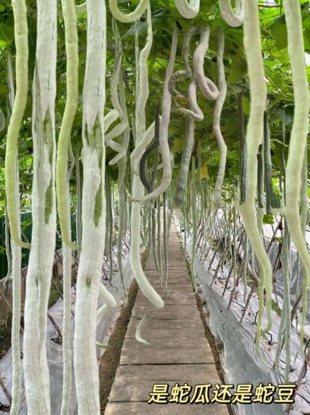 蛇豆角图片大全大图_蛇豆角怎么种-第2张图片-山城妙识