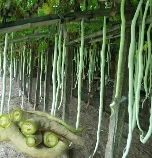 蛇豆角图片大全大图_蛇豆角怎么种-第3张图片-山城妙识