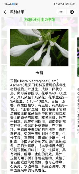 玉簪怎么养_玉簪花语是什么-第1张图片-山城妙识