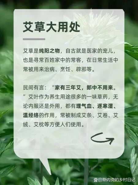 艾草对男性有害吗_男人用艾草的副作用-第1张图片-山城妙识