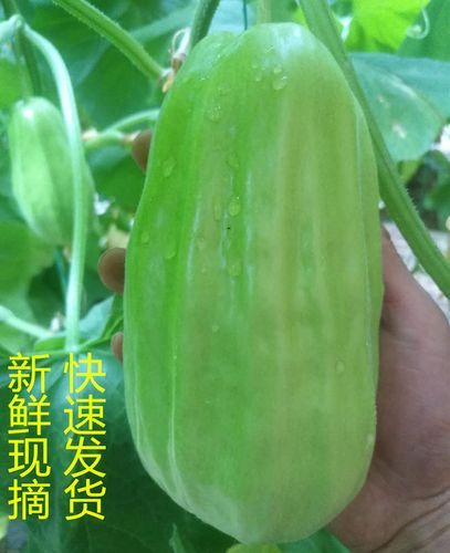 脆瓜怎么挑选_脆瓜图片高清大图-第2张图片-山城妙识