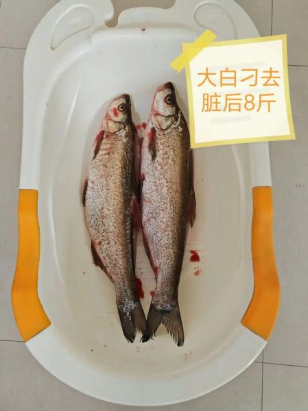 腊鱼用什么鱼最好_腊鱼制作选鱼技巧-第1张图片-山城妙识