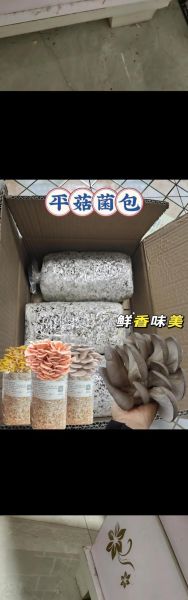 室内平菇种植技术_新手如何在家种平菇-第1张图片-山城妙识