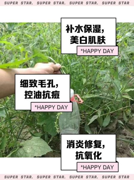 丝瓜水能治皮肤病吗_丝瓜治疗湿疹偏方-第1张图片-山城妙识