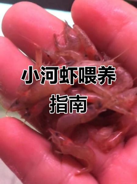 河虾吃什么食物_河虾怎么养才健康-第2张图片-山城妙识
