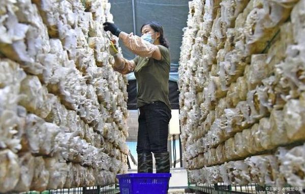 金针菇怎么种_金针菇种植方法图片-第2张图片-山城妙识