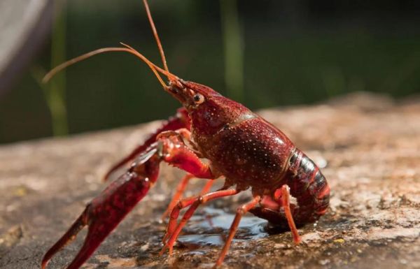 小龙虾什么时候入侵中国_小龙虾如何扩散到全国-第2张图片-山城妙识 小龙虾什么时候入侵中国_小龙虾如何扩散到全国-第2张图片-山城妙识