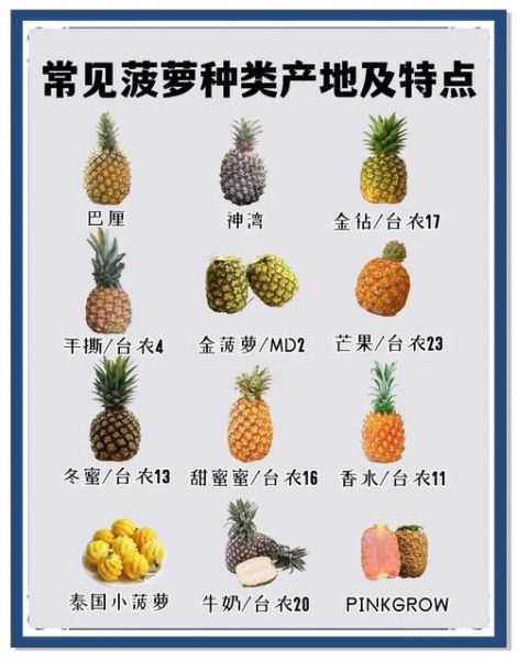 菠萝和凤梨的价格区别_为什么凤梨更贵-第2张图片-山城妙识 菠萝和凤梨的价格区别_为什么凤梨更贵-第2张图片-山城妙识