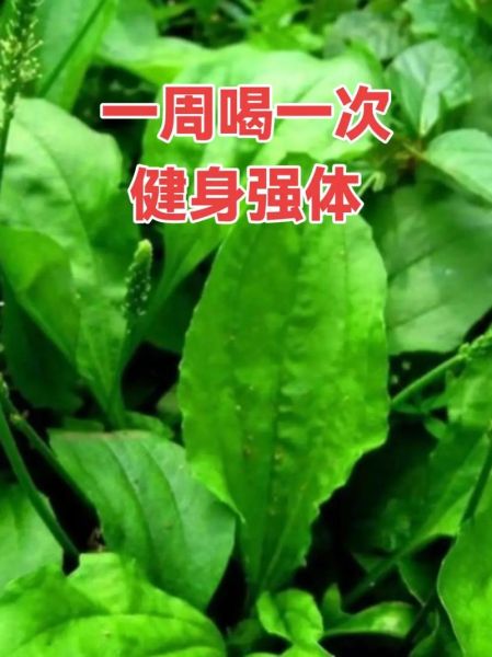 车前草能长期泡水喝吗_车前草长期饮用副作用-第3张图片-山城妙识