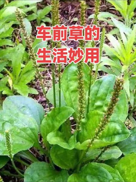 车前草能长期泡水喝吗_车前草长期饮用副作用-第2张图片-山城妙识