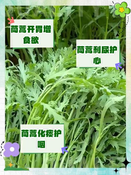 女人吃茼蒿菜有什么好处_茼蒿菜对女性的功效与作用-第1张图片-山城妙识 女人吃茼蒿菜有什么好处_茼蒿菜对女性的功效与作用-第1张图片-山城妙识
