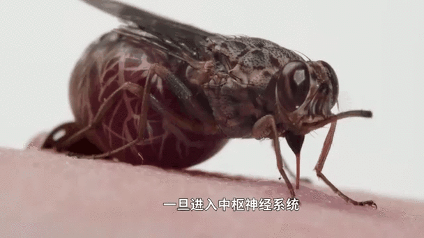 十大最恐怖虫子_它们真的致命吗-第2张图片-山城妙识