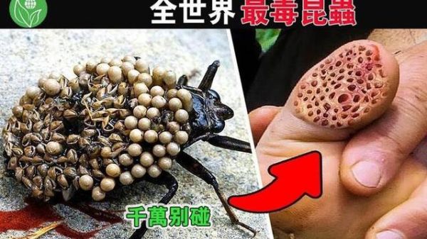 十大最恐怖虫子_它们真的致命吗-第3张图片-山城妙识