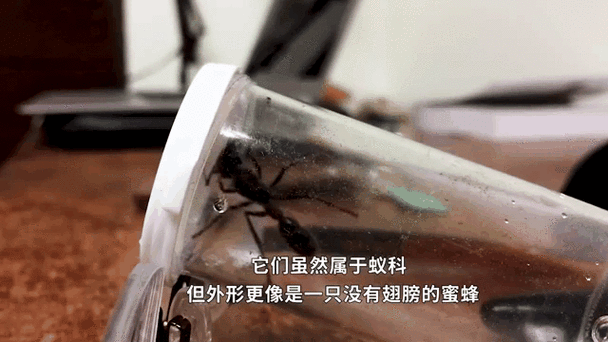 十大最恐怖虫子_它们真的致命吗-第1张图片-山城妙识