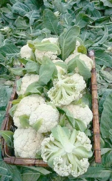 花椰菜是什么科植物_花椰菜和甘蓝区别-第1张图片-山城妙识 花椰菜是什么科植物_花椰菜和甘蓝区别-第1张图片-山城妙识