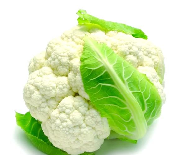 花椰菜是什么科植物_花椰菜和甘蓝区别-第3张图片-山城妙识 花椰菜是什么科植物_花椰菜和甘蓝区别-第3张图片-山城妙识