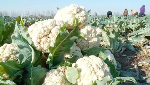 花椰菜是什么科植物_花椰菜和甘蓝区别-第2张图片-山城妙识 花椰菜是什么科植物_花椰菜和甘蓝区别-第2张图片-山城妙识