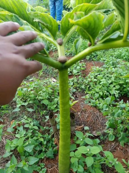 魔芋种植技术视频_如何科学种魔芋-第1张图片-山城妙识