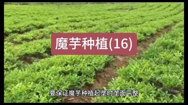 魔芋种植技术视频_如何科学种魔芋-第2张图片-山城妙识