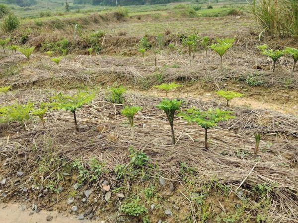 魔芋种植技术视频_如何科学种魔芋-第3张图片-山城妙识