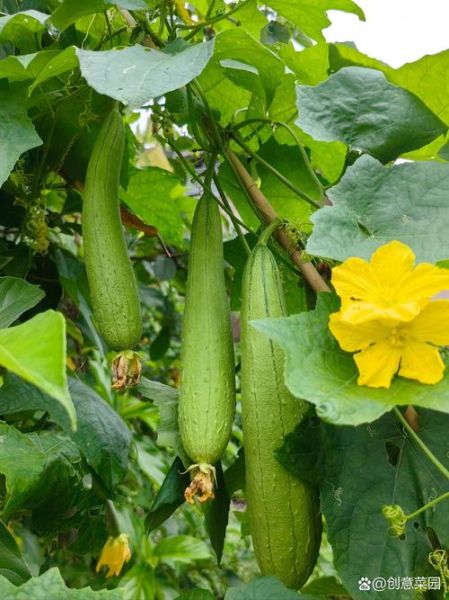 丝瓜图片大全高清_丝瓜长什么样-第1张图片-山城妙识 丝瓜图片大全高清_丝瓜长什么样-第1张图片-山城妙识