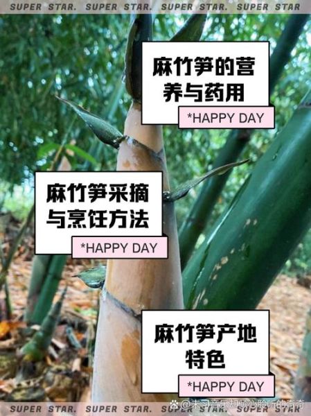 笋的功效与作用有哪些_笋的营养价值高吗-第3张图片-山城妙识