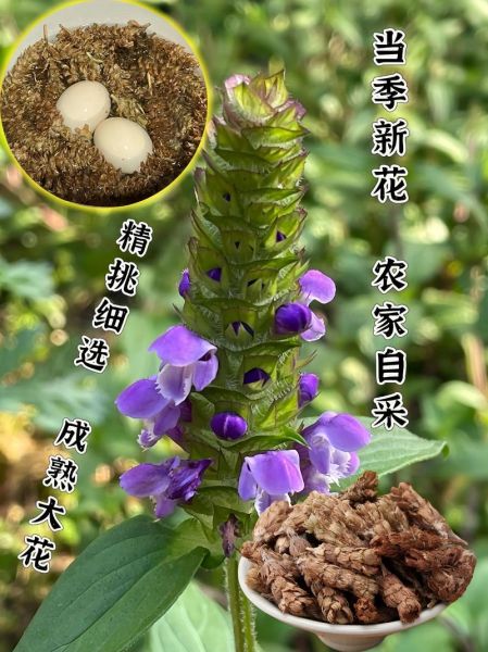 夏枯草的作用与功效_夏枯草能长期喝吗-第1张图片-山城妙识 夏枯草的作用与功效_夏枯草能长期喝吗-第1张图片-山城妙识