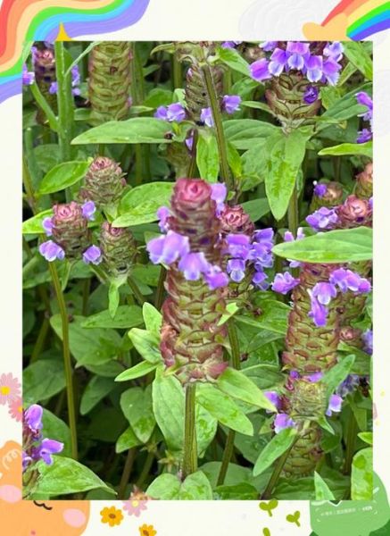 夏枯草的作用与功效_夏枯草能长期喝吗-第3张图片-山城妙识 夏枯草的作用与功效_夏枯草能长期喝吗-第3张图片-山城妙识