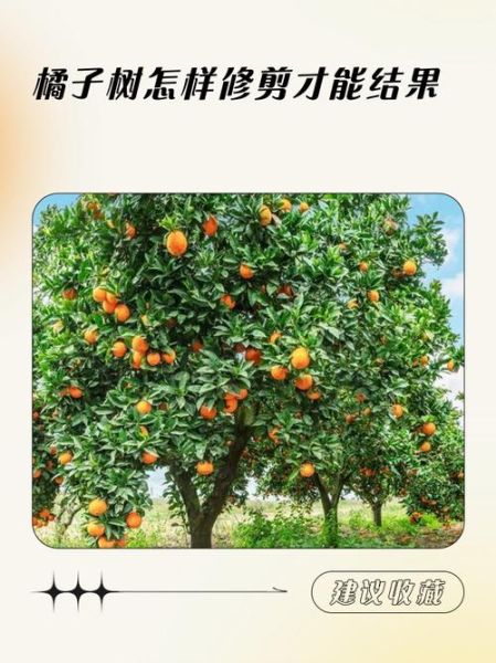 橙子树多久结果_如何修剪橙子树-第1张图片-山城妙识 橙子树多久结果_如何修剪橙子树-第1张图片-山城妙识