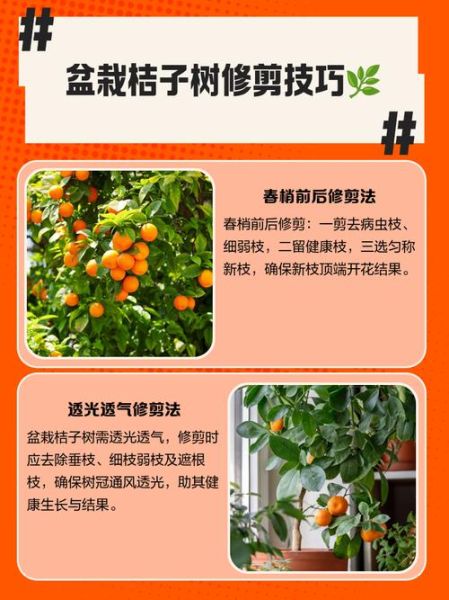 橙子树多久结果_如何修剪橙子树-第3张图片-山城妙识 橙子树多久结果_如何修剪橙子树-第3张图片-山城妙识