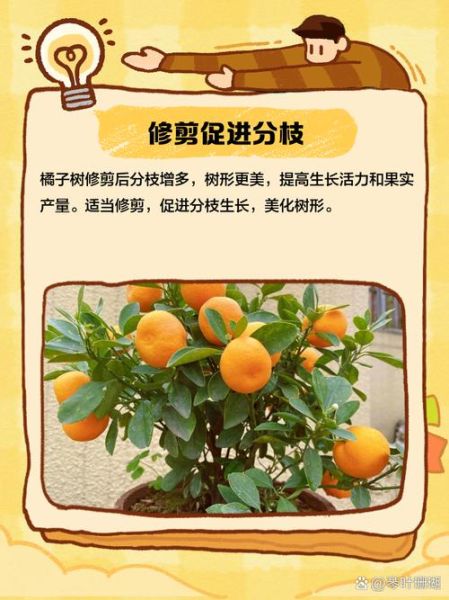 橙子树多久结果_如何修剪橙子树-第2张图片-山城妙识 橙子树多久结果_如何修剪橙子树-第2张图片-山城妙识